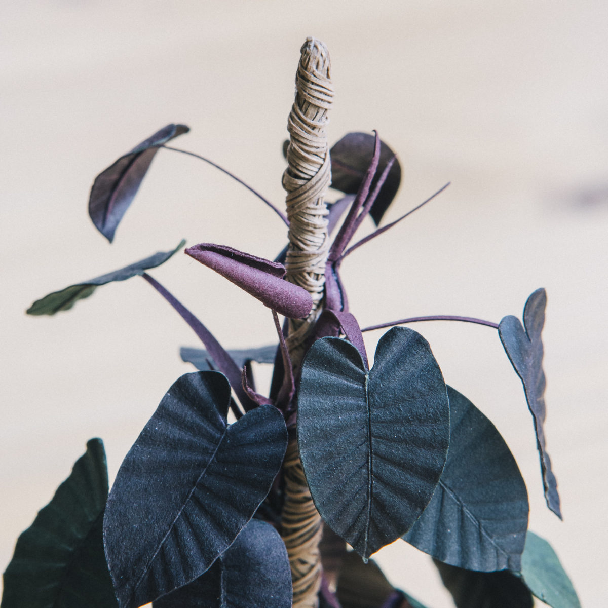 Interview: How a Personal Project of Paper Plants Blossomed into a ...